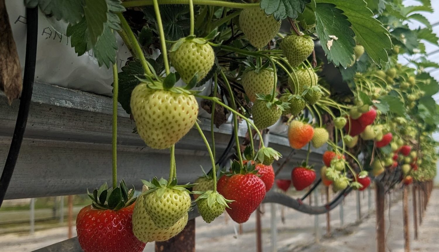 PYO Fruit & Vegetables Swindon - Lotmead Farm & PYO